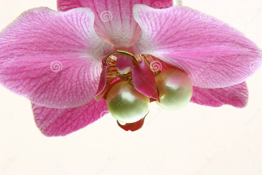 Orchid Pearls stock image. Image of fantasy, beauty, feminine - 709971