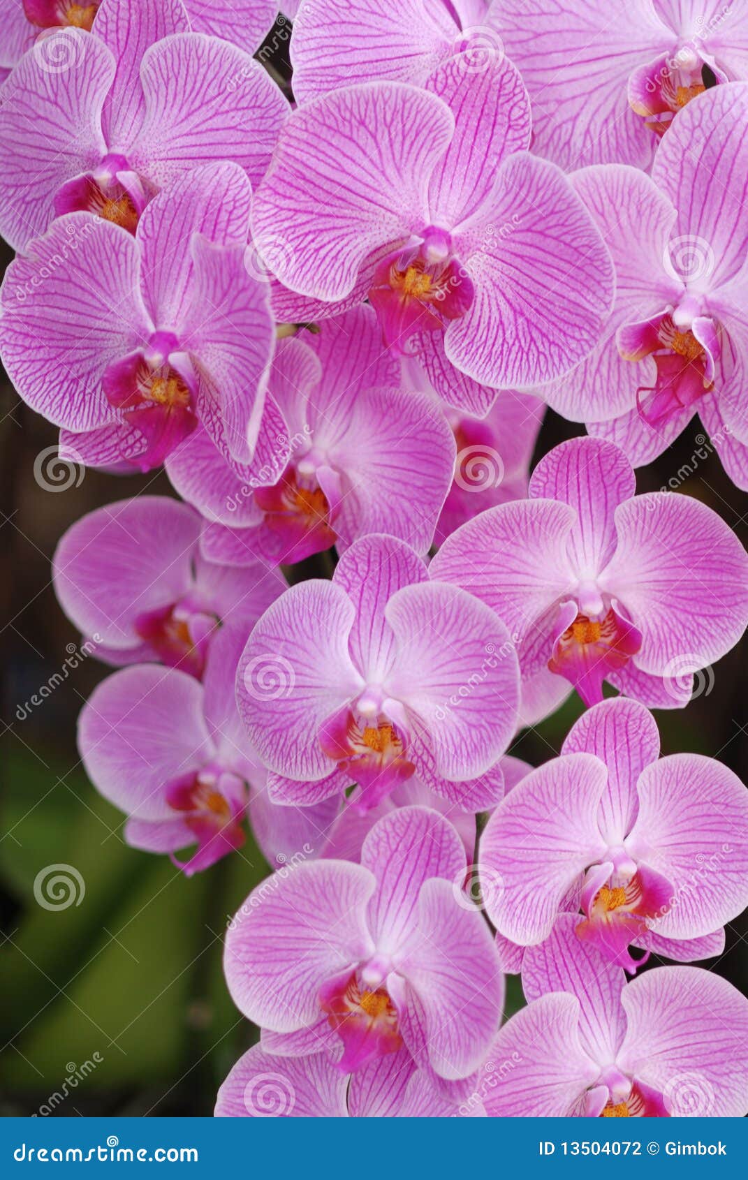 Orchid_phal stock photo. Image of purple, phalaenopsis - 13504072
