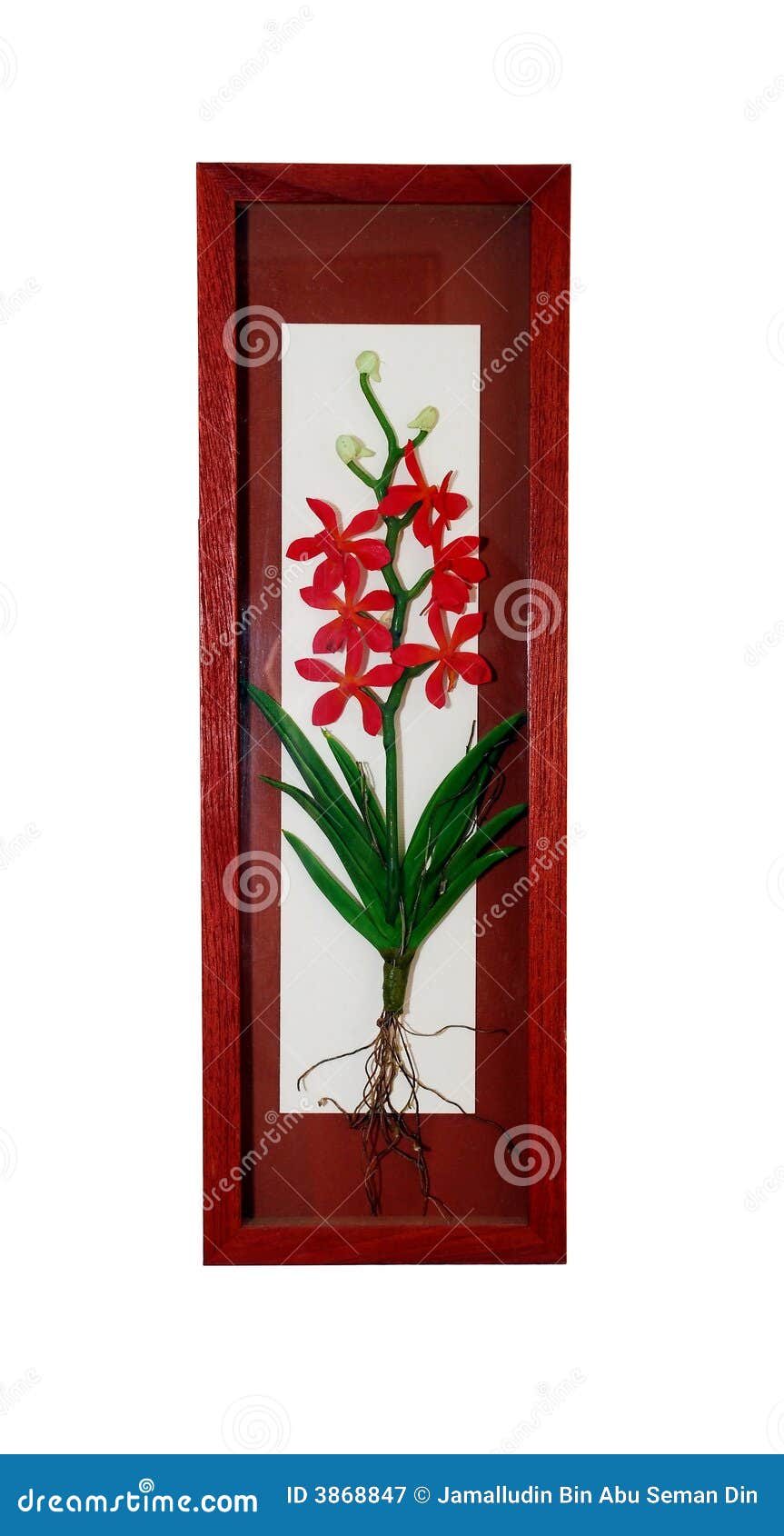 Orchid picture frame stock image. Image of decoration - 3868847