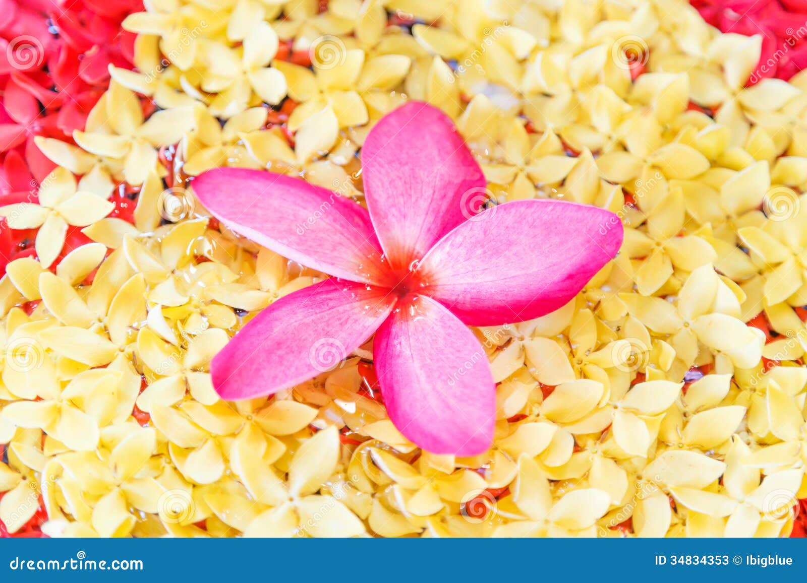 Orchid pink flower spa stock image. Image of flower, drops - 34834353