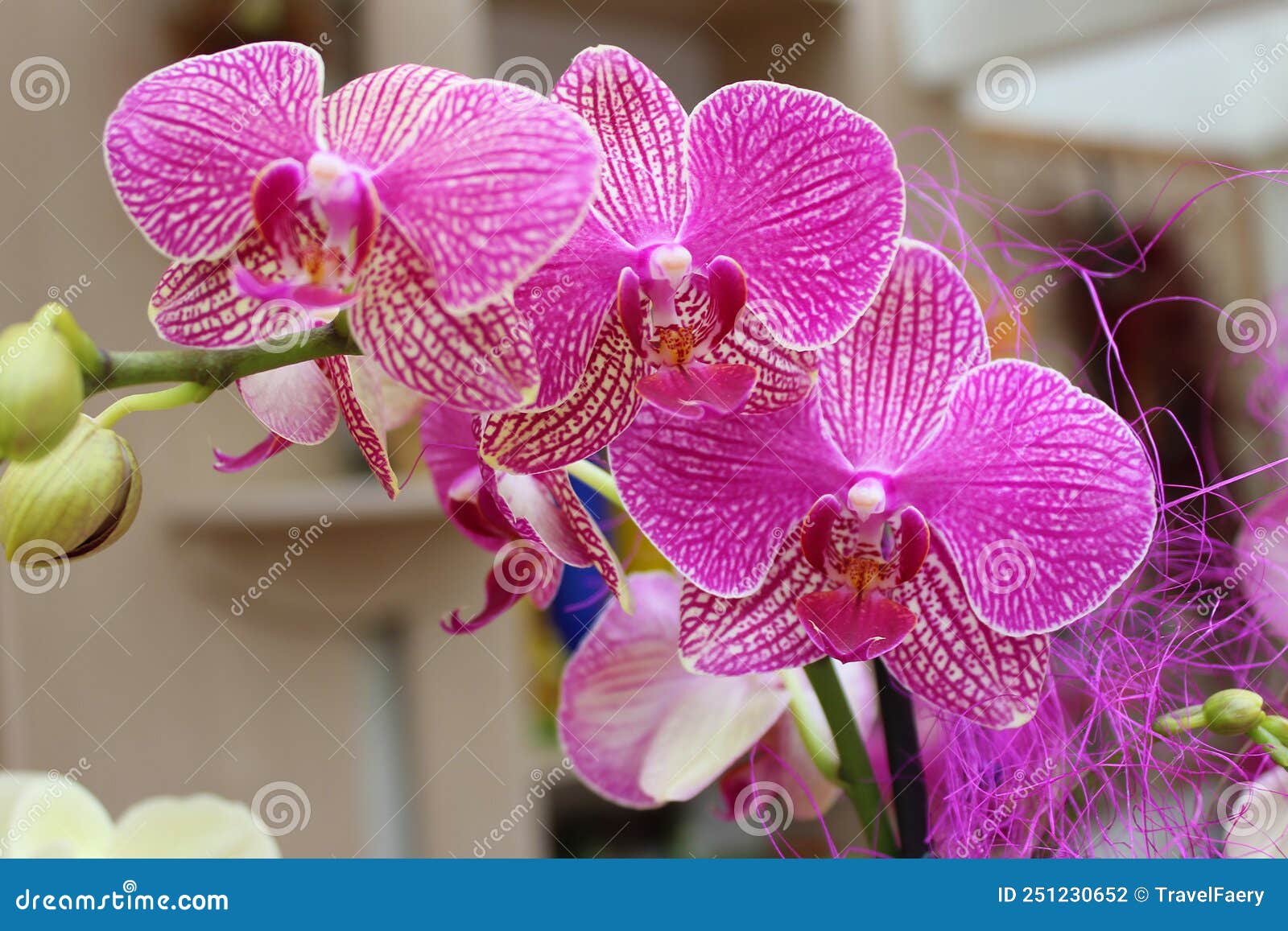 Orchid Pink Fresh Natural Flowers Stock Photo - Image of holyday ...