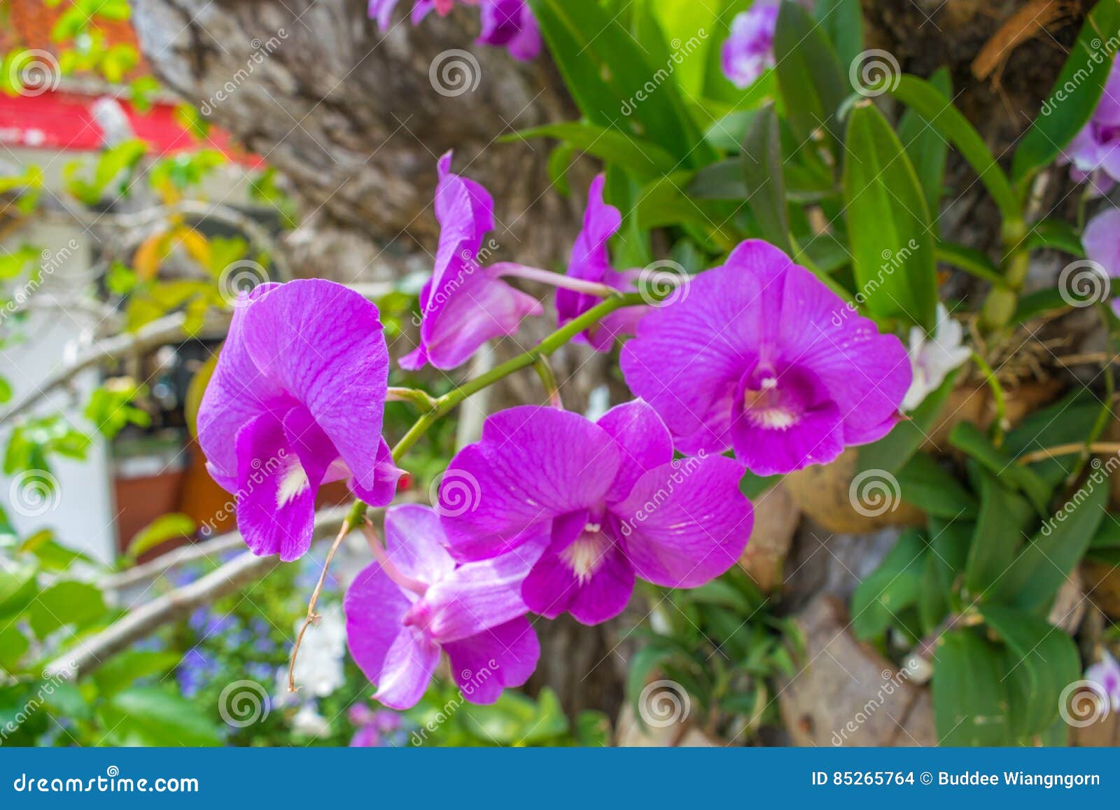 Orchid pink frower stock photo. Image of blue, element - 85265764