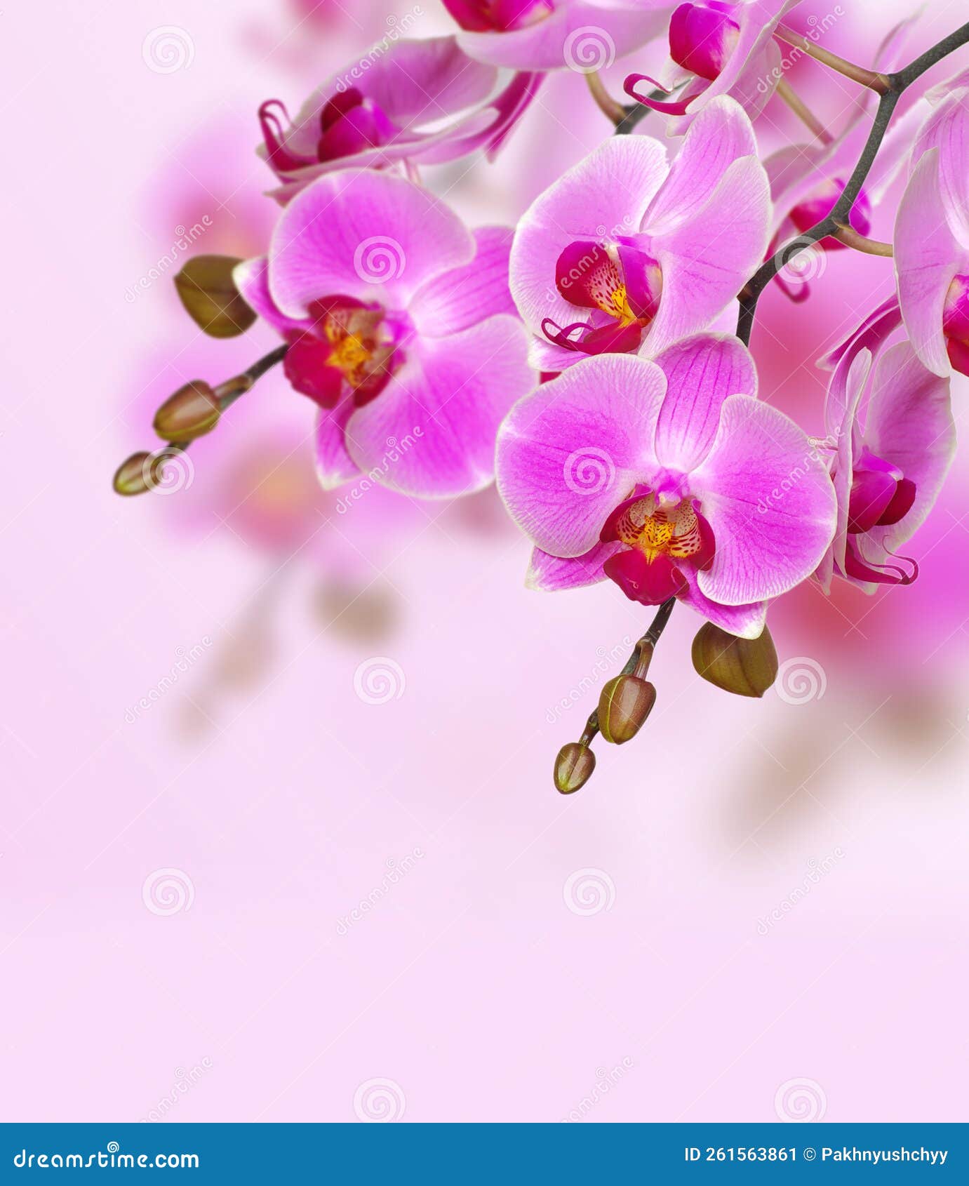 Pink orchid on a white stock image. Image of copyspace - 261563861