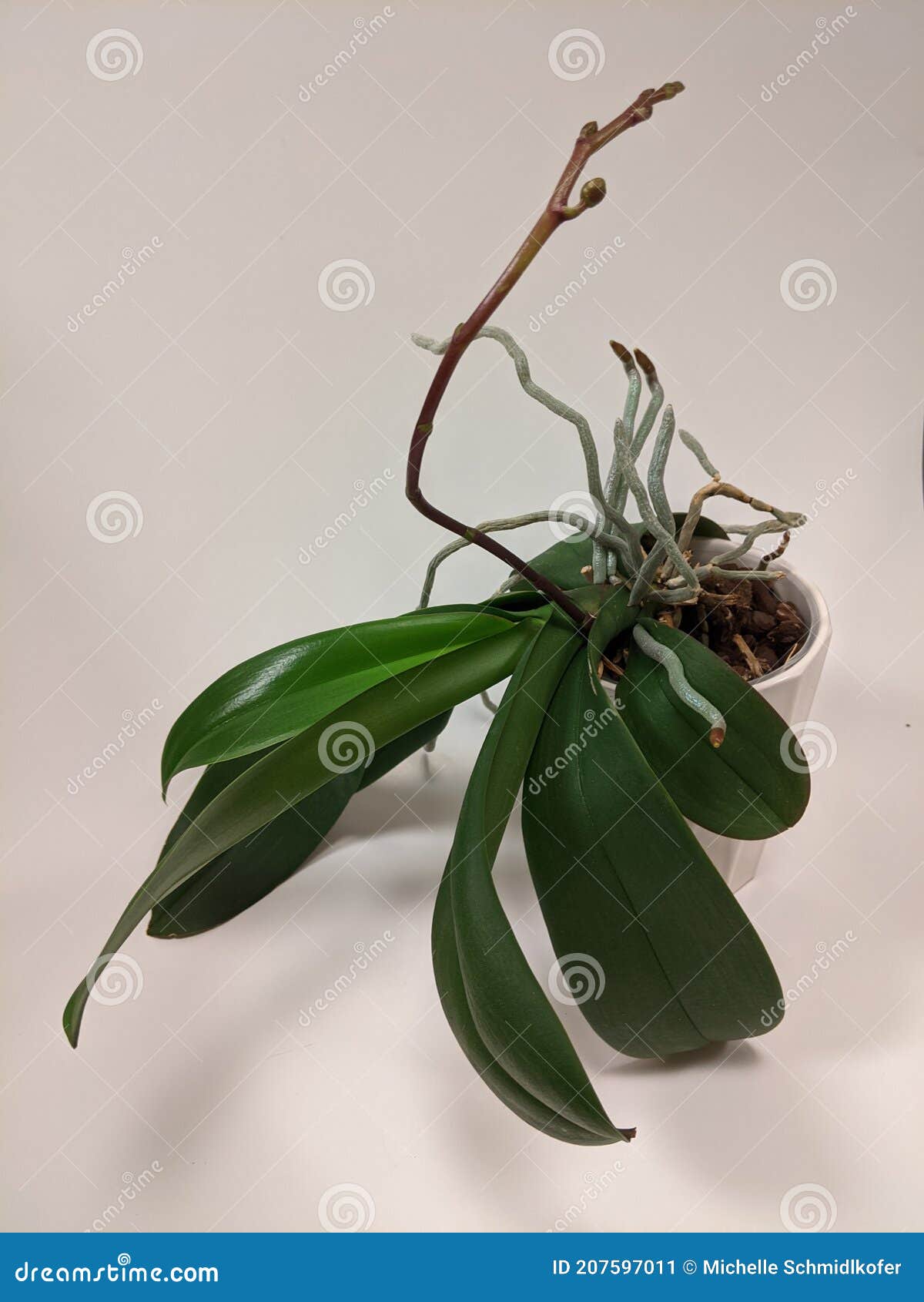 Orchid Plant with New Spike Growing Stock Image - Image of food, growth ...