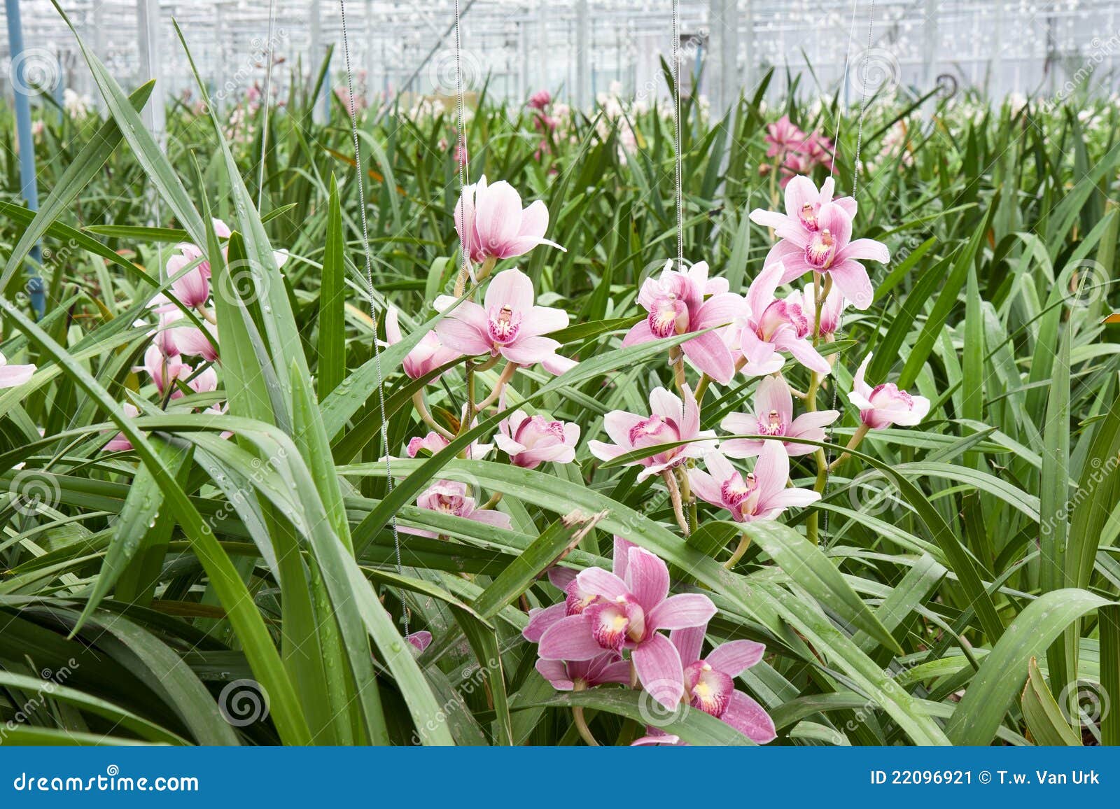 Orchid plant nursery stock image. Image of floral, grow - 22096921