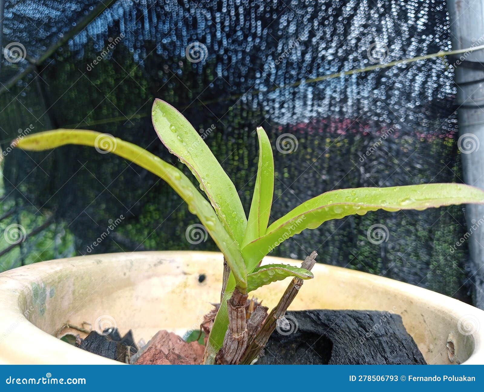 Orchid Plant on the Pot with Water Drop after Rain Stock Image - Image ...