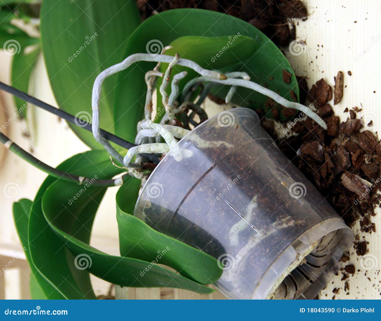 Orchid planting stock photo. Image of roots, house, growing - 18043590