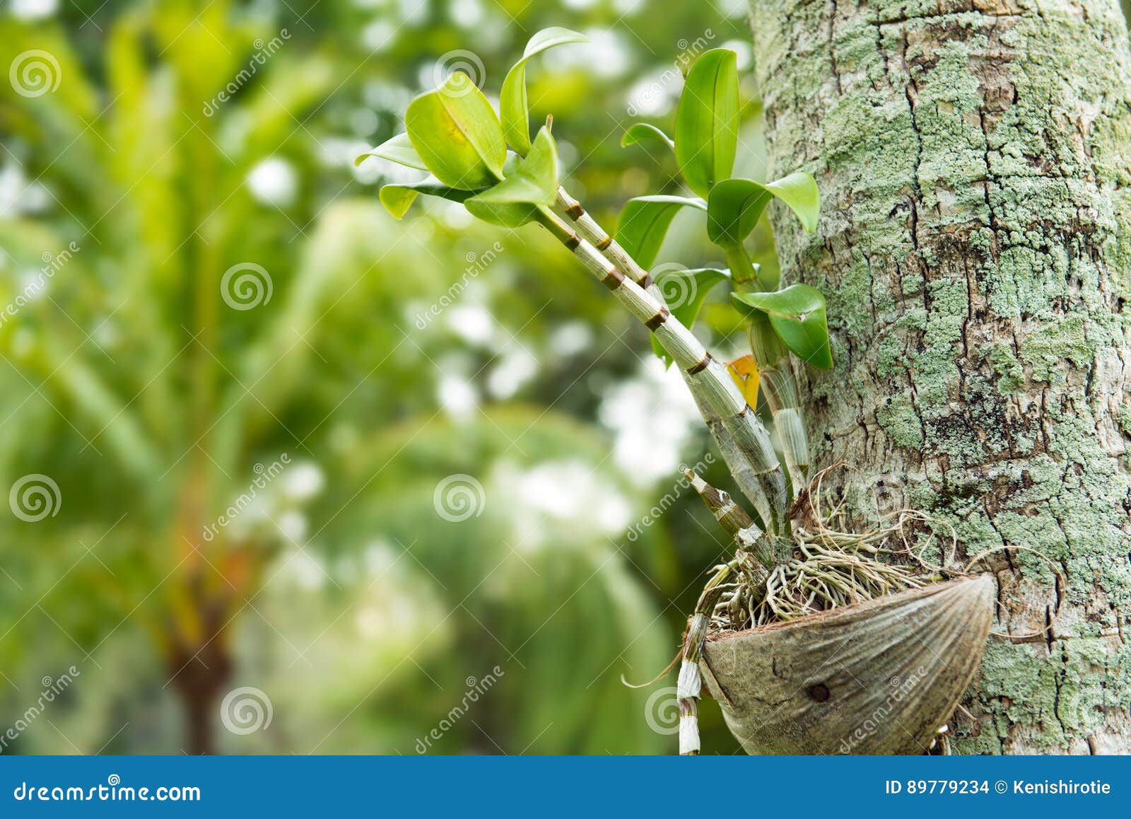 Orchid Planting in Coconut Shell Stock Photo - Image of species, shell ...