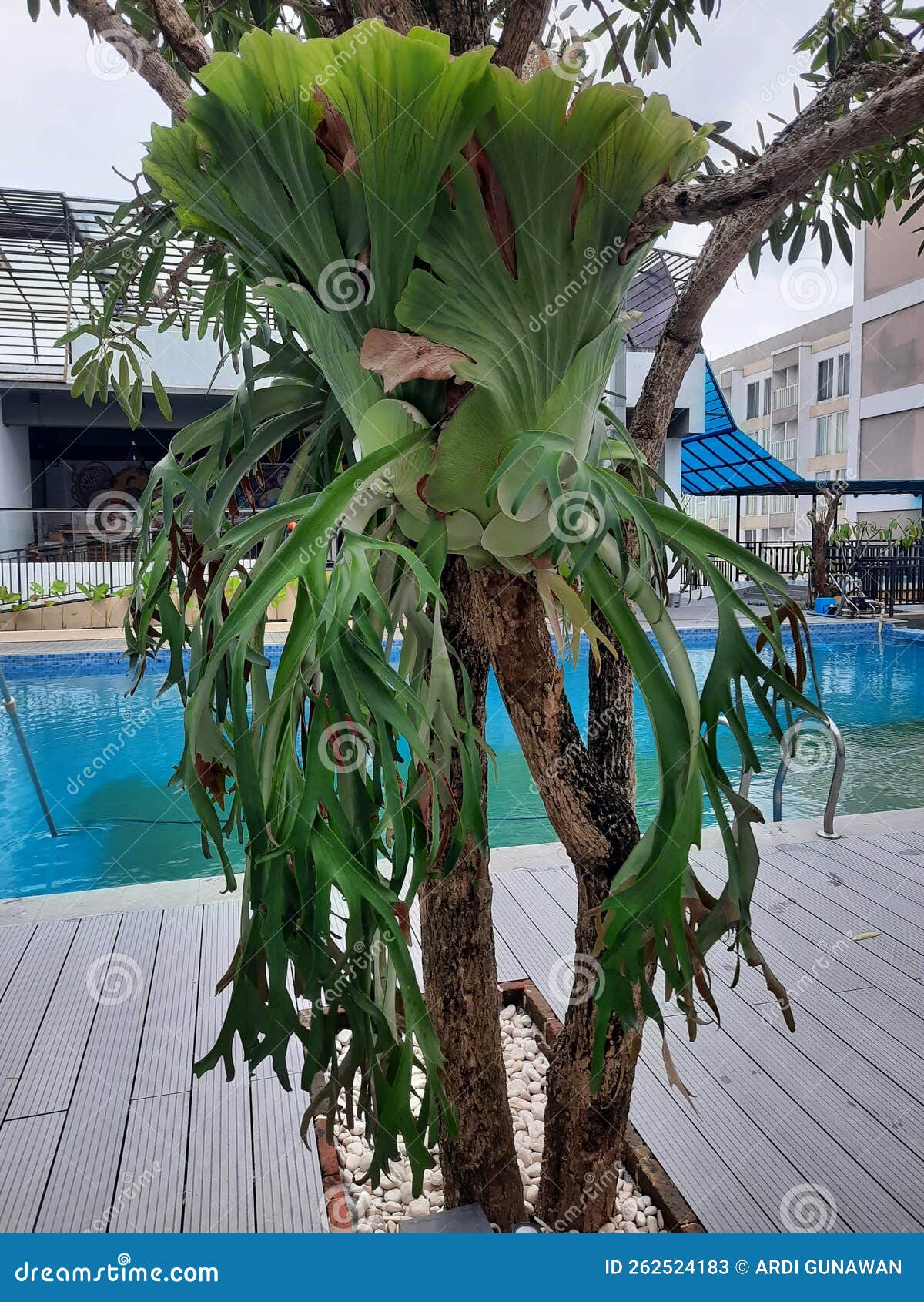The Orchid Plants are Like Scary Green Monsters Stock Image - Image of ...