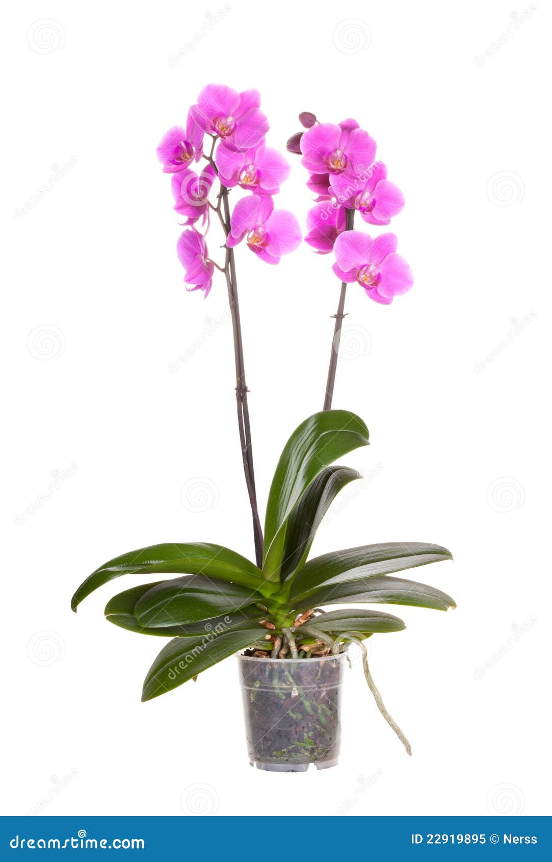 Orchid pot flower stock image. Image of flora, grandmother - 22919895