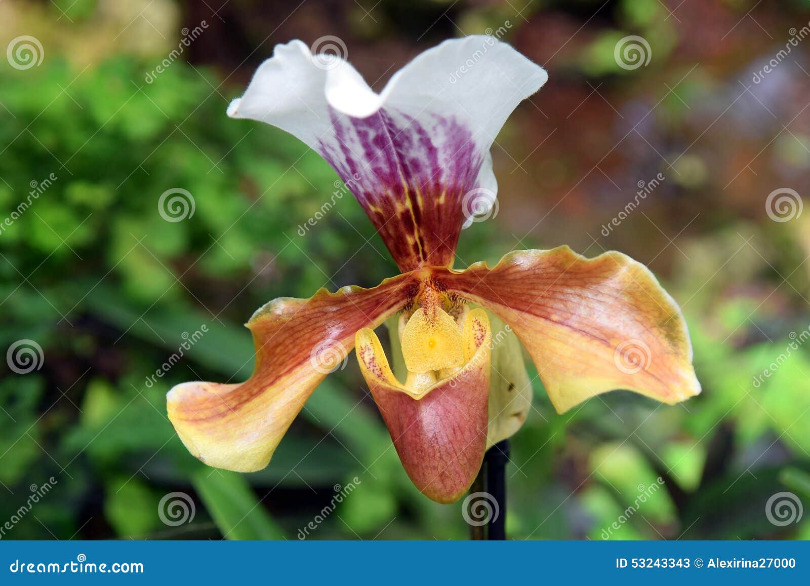 Orchid predator stock image. Image of flowers, elegant - 53243343