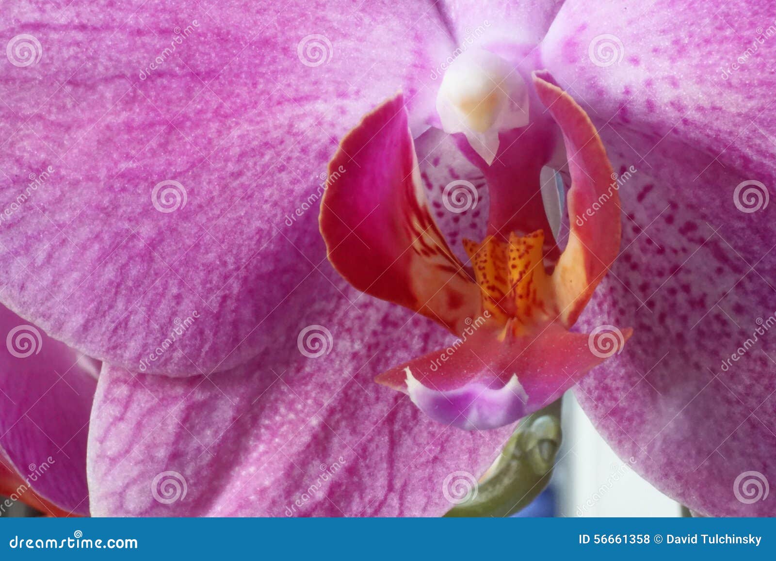 Orchid stock photo. Image of white, purple, zoomed, plant - 56661358