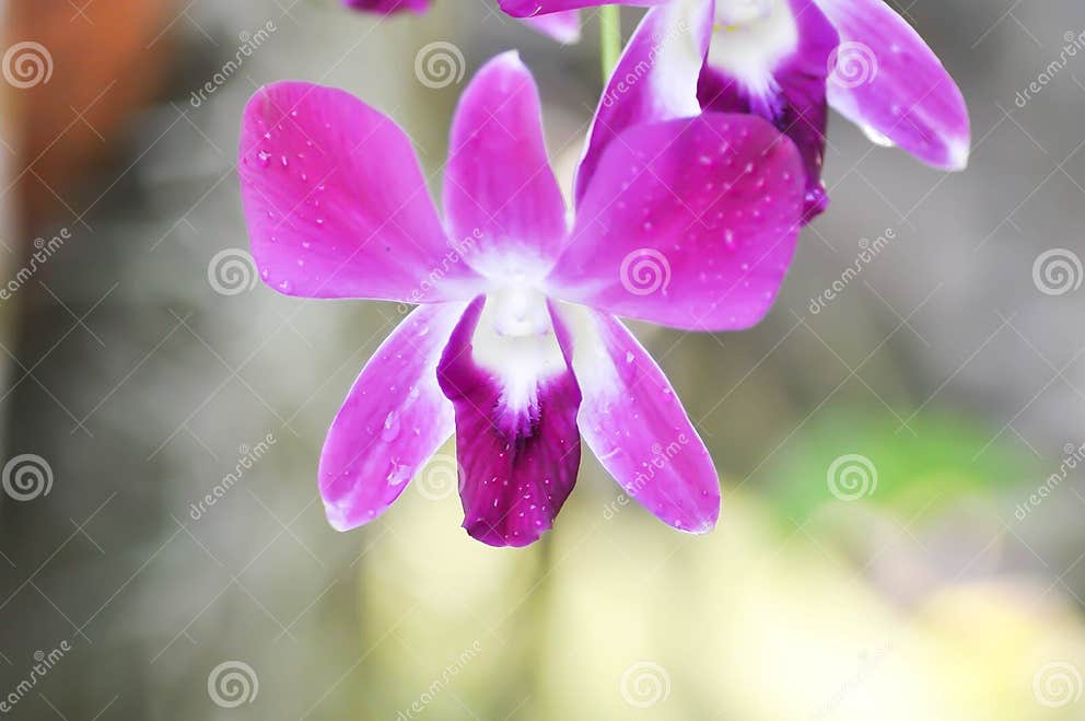 Orchid or Purple Orchid and Rain Drop Stock Photo - Image of sunny, droplet: 337085876