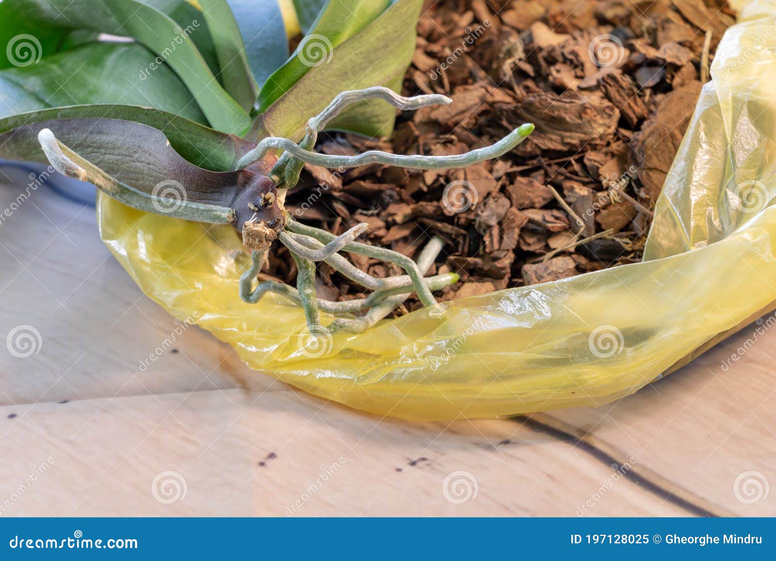 The Orchid is Ready for Planting in the Bark Stock Image - Image of ...