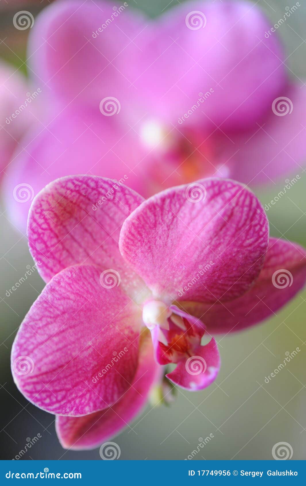 Orchid red stock photo. Image of colours, group, inflorescence - 17749956