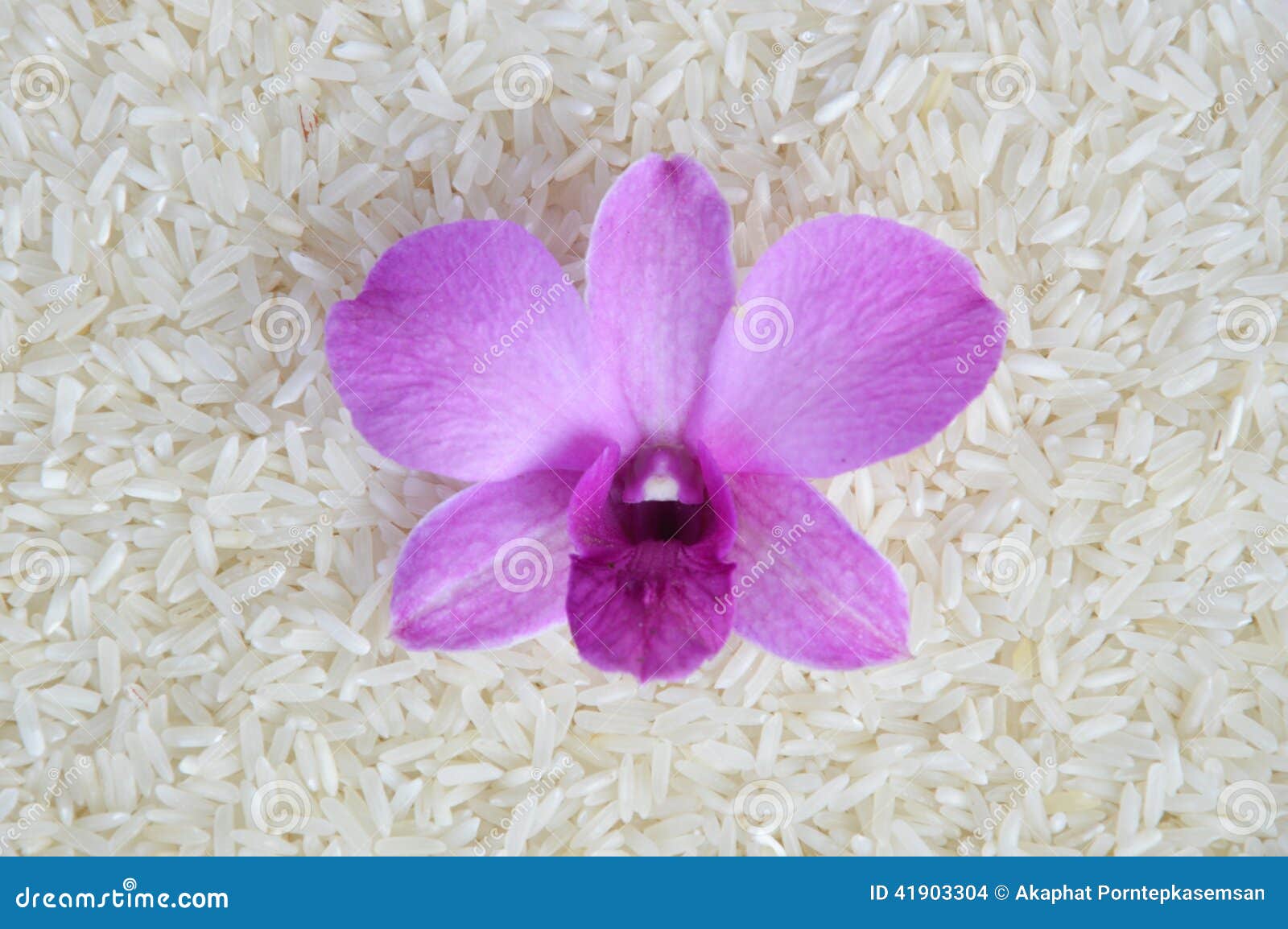 Orchid on rice stock photo. Image of food, product, paddle - 41903304
