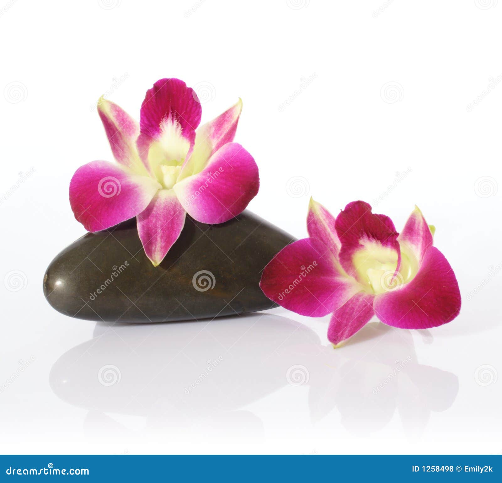 Orchid and River Stones stock photo. Image of reduce, beauty - 1258498