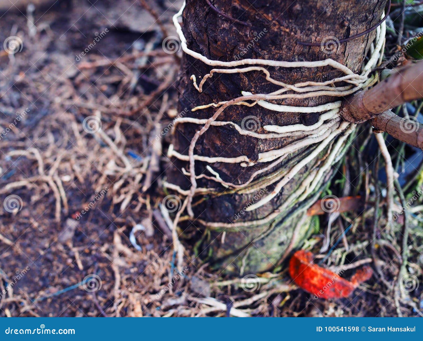 Orchid Root Attached on Tree Trunk Stock Photo - Image of orchid, black ...