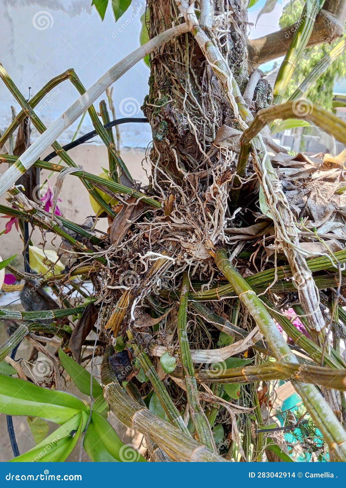 Orchid Roots Cling To Trees Stock Photo - Image of cling, orchid: 283042914