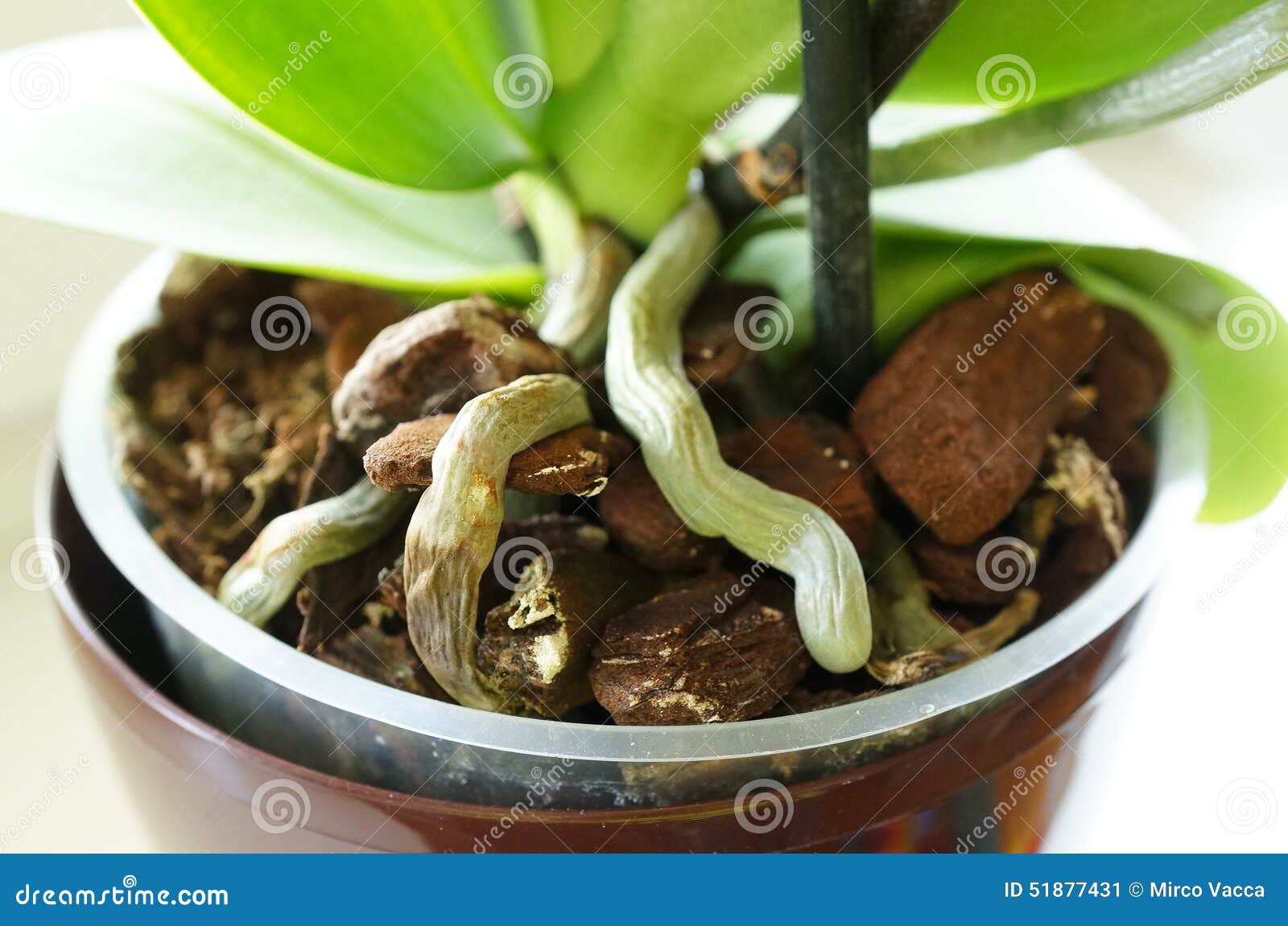 Orchid roots stock image. Image of plant, decoration - 51877431