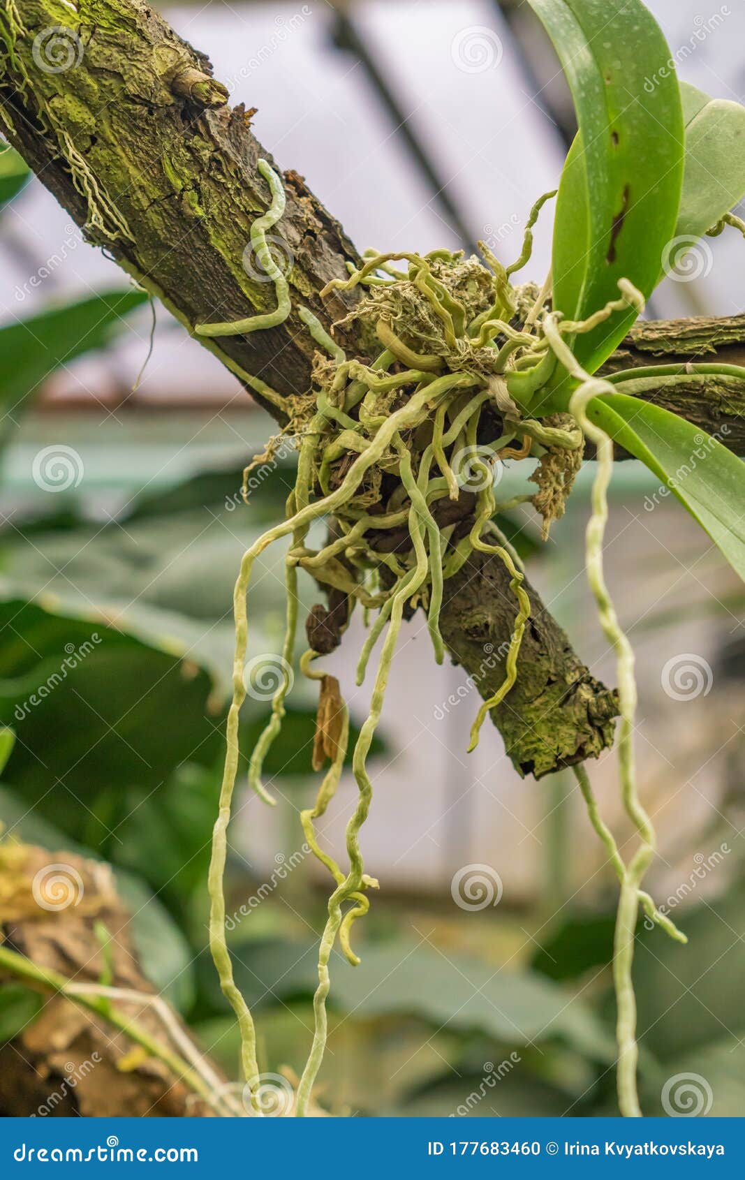 Orchid roots on tree stock photo. Image of closeup, beautiful - 177683460