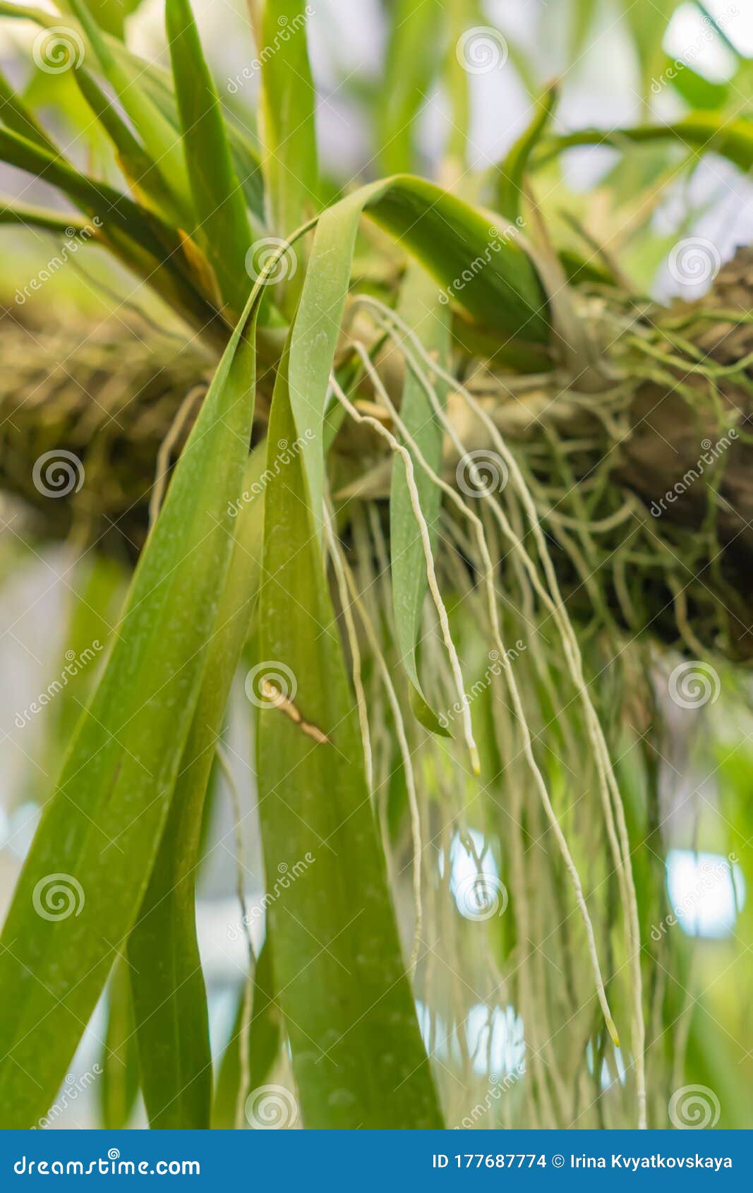 Orchid roots on tree stock photo. Image of background - 177687774