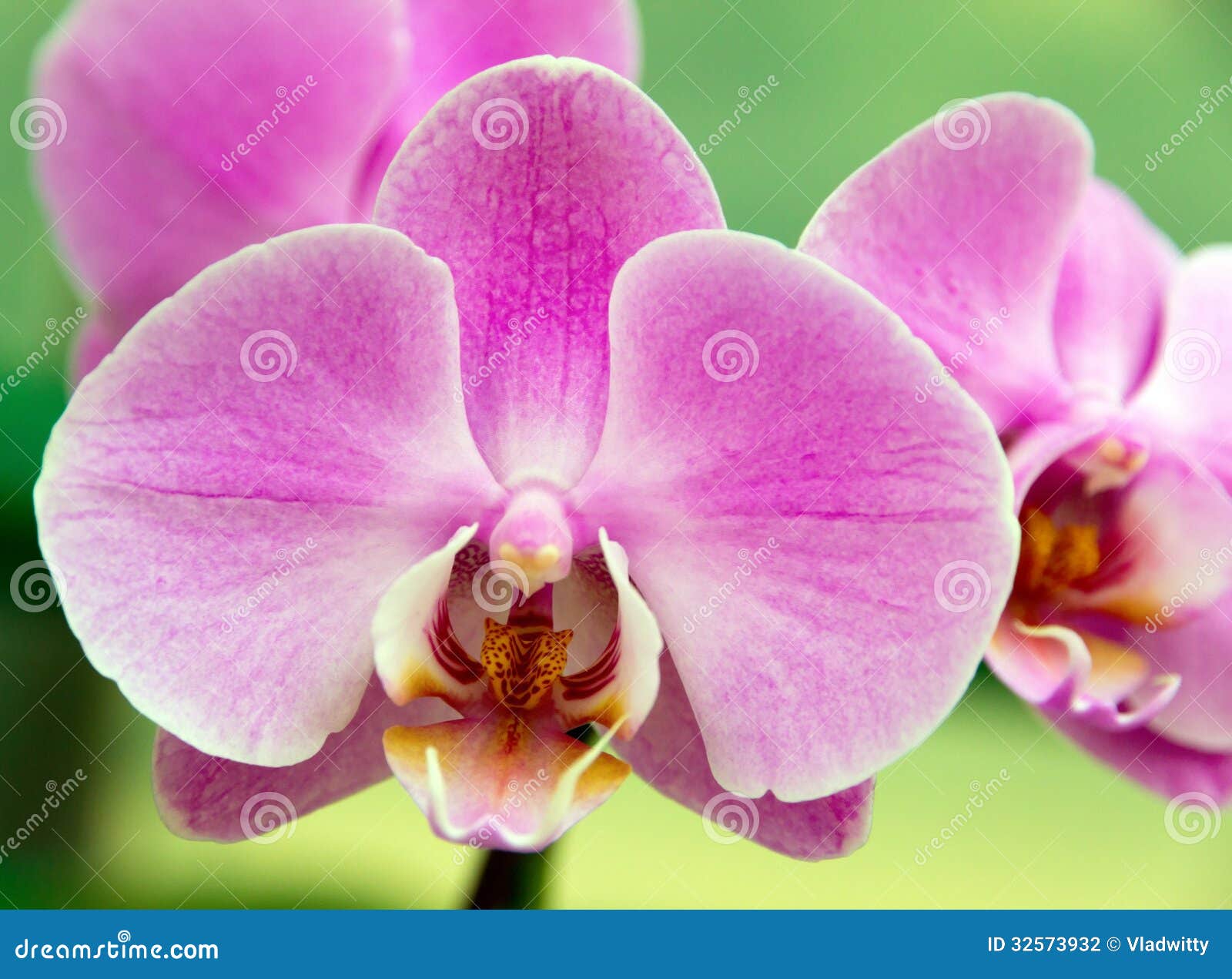 Orchid rose stock photo. Image of green, gardens, head - 32573932