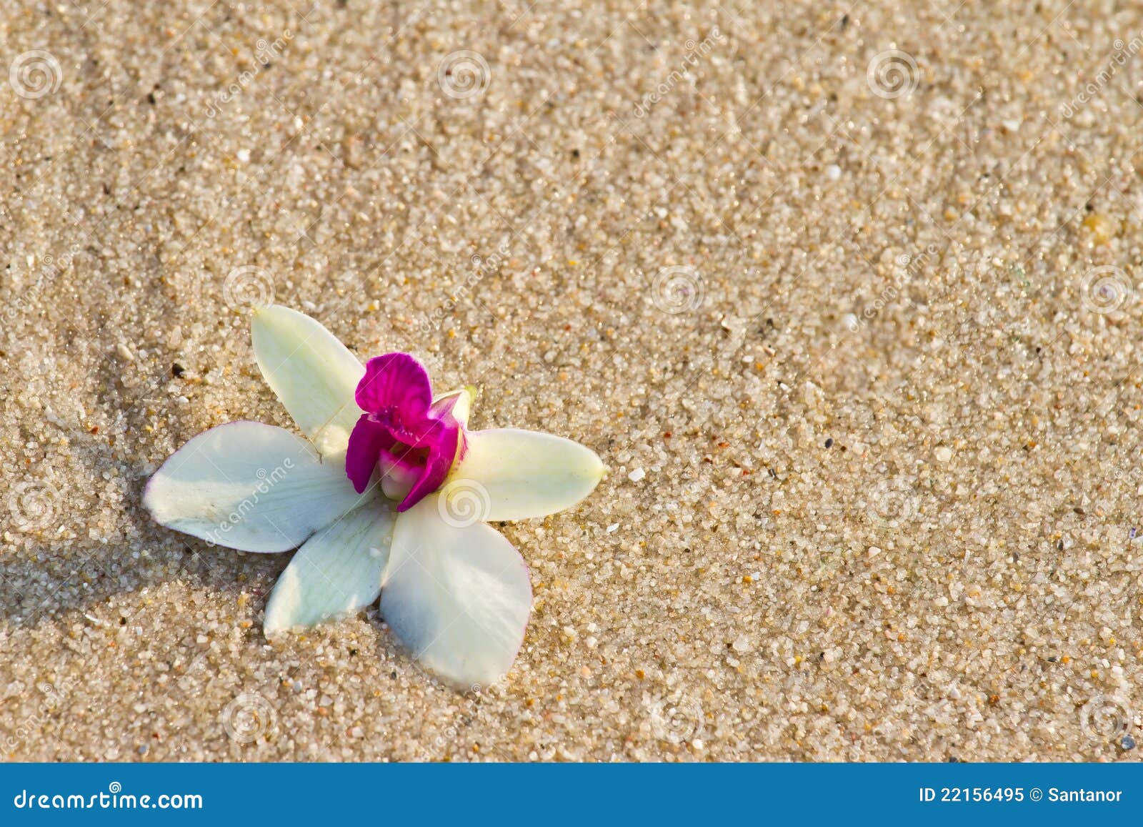 Orchid on the sand stock image. Image of close, relax - 22156495