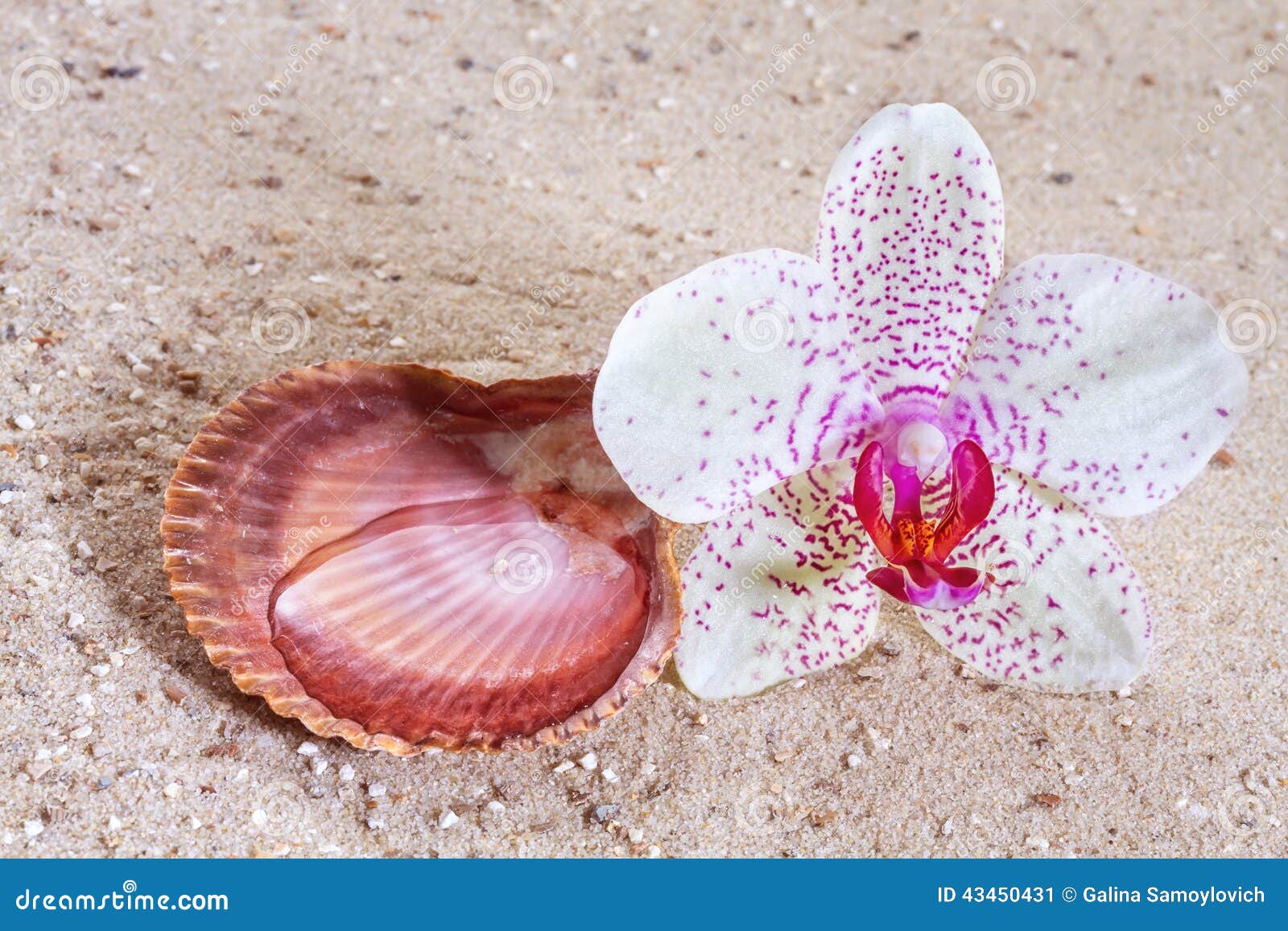 Orchid in the sand stock image. Image of closeup, massage - 43450431