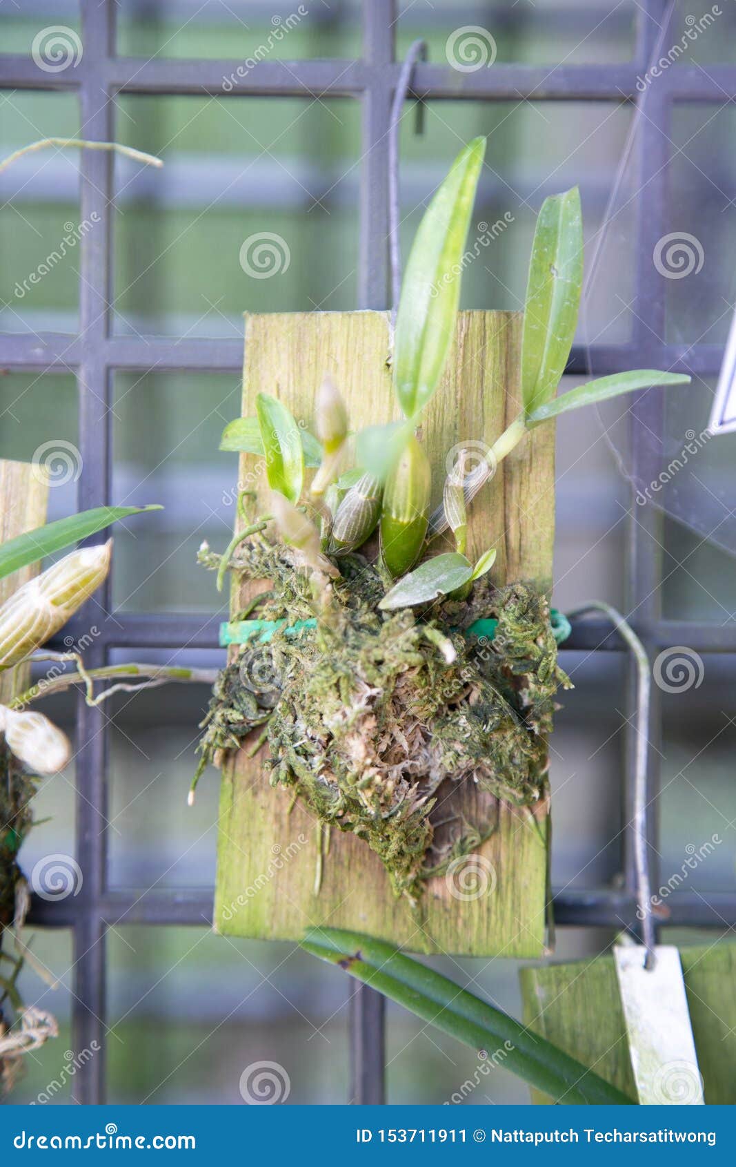 Orchid Seedlings in the Farm Stock Image - Image of black, orchid ...