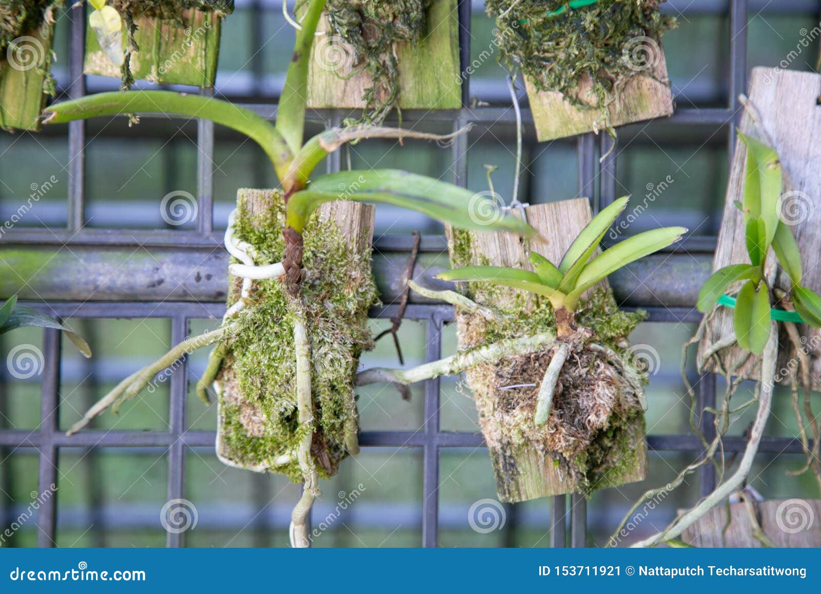 Orchid Seedlings in the Farm Stock Image - Image of seedling ...