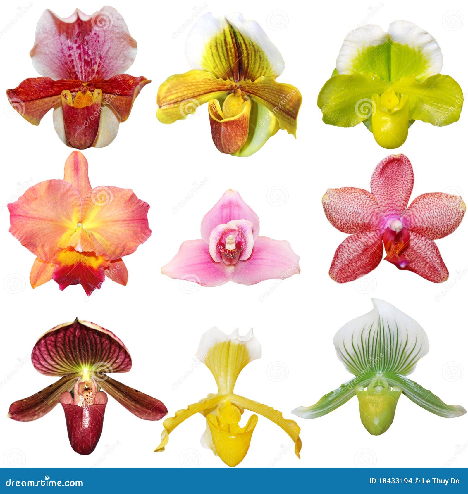 A Dark Red Phragmipedium, A Long-bearded Orchid Species Stock Image ...