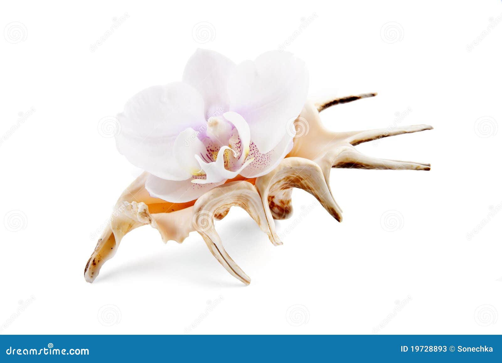 Orchid in shell stock image. Image of healthy, peace - 19728893