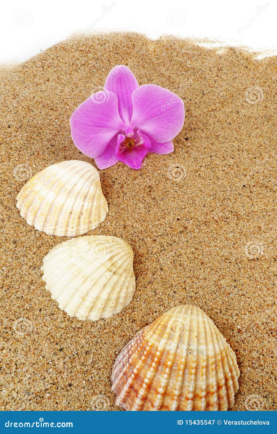Orchid and shells stock image. Image of seashells, pebble - 15435547