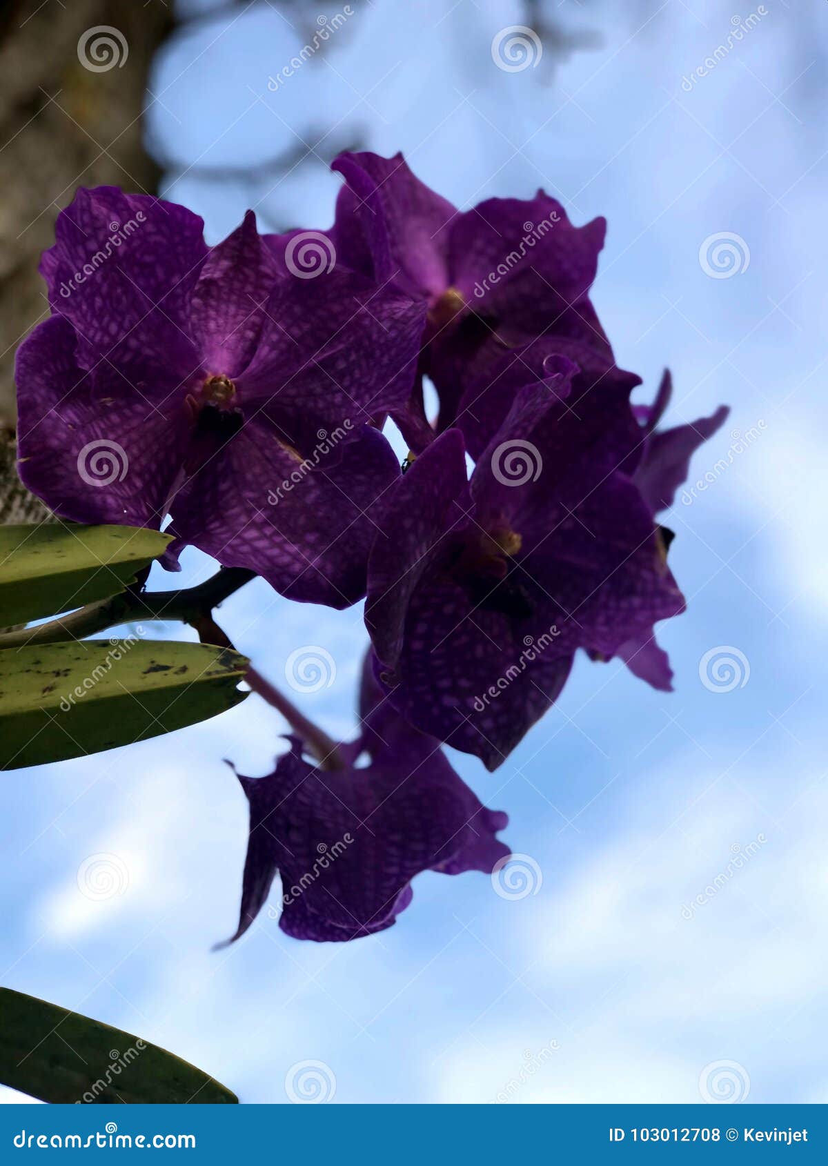 Orchid and the sky stock photo. Image of nature, phalaenopsis - 103012708