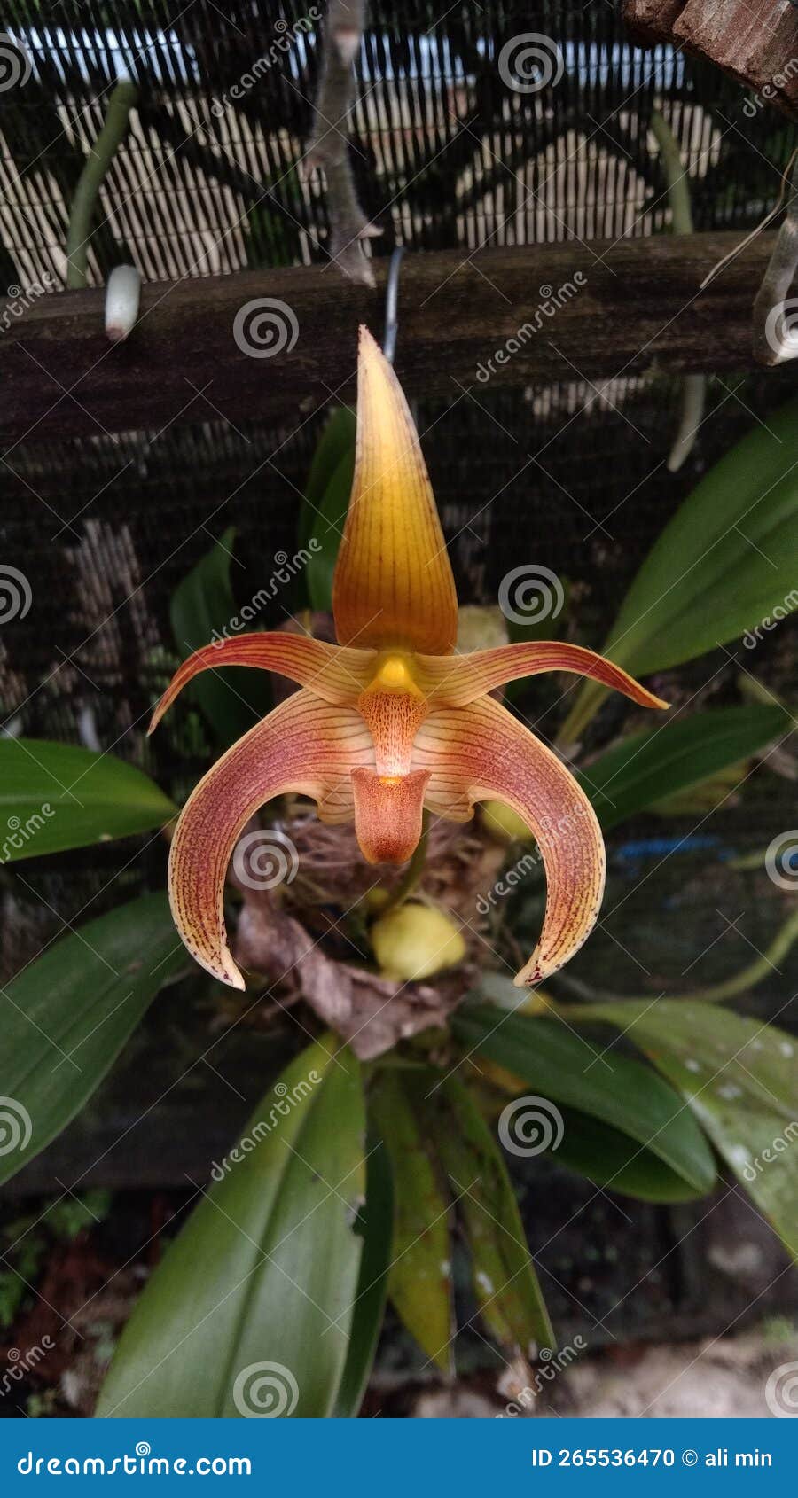 Orchid Species Bulbophyllum Lobii Stock Photo - Image of lobii, orchid ...