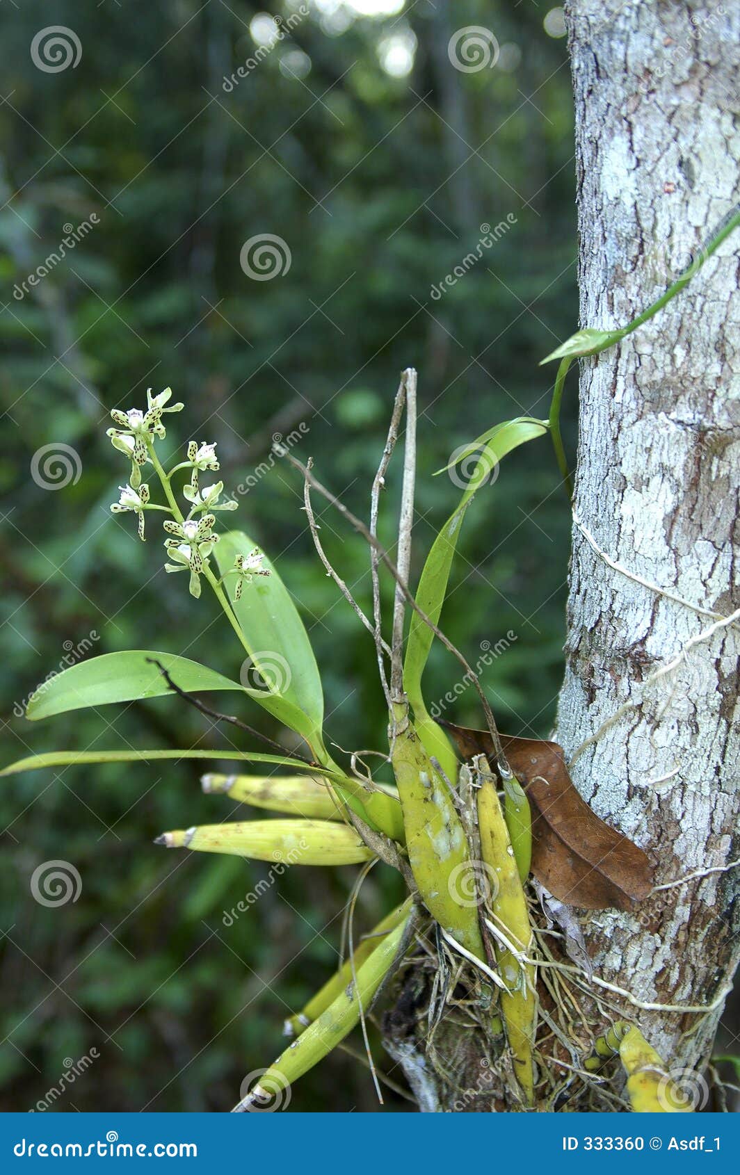 Orchid species Encyclia stock photo. Image of america, petals - 333360