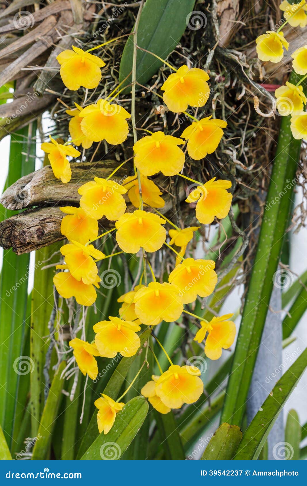 Orchid Species Yellow Orange Dendrobium Lindleyi. Stock Image - Image ...