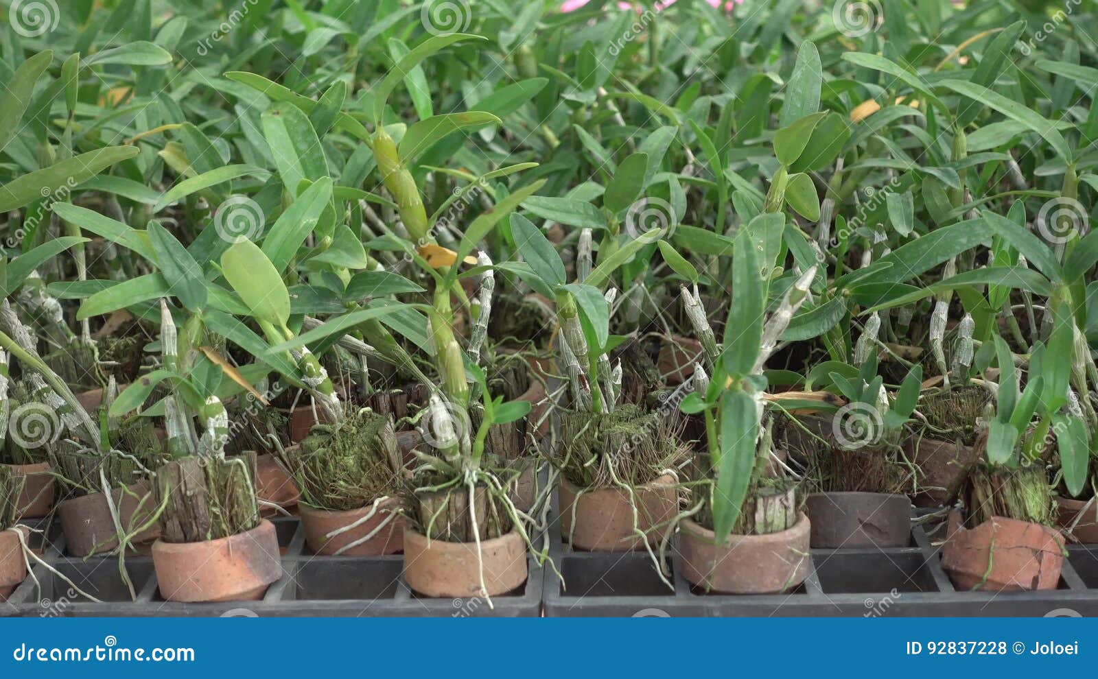 Orchid sprout stock footage. Video of growth, background - 92837228