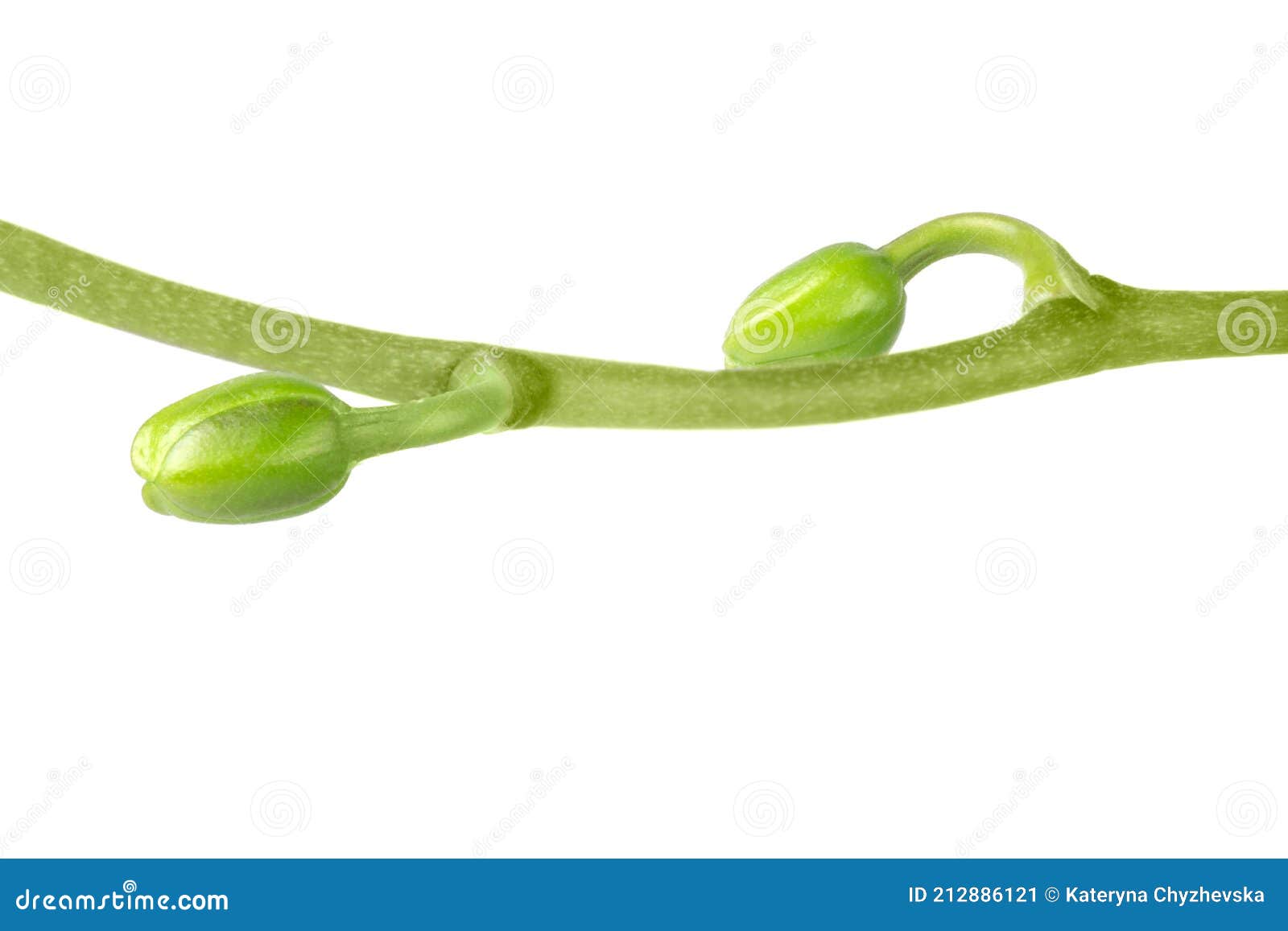 Orchid Stem with Buds on White Stock Image - Image of bloom, march ...