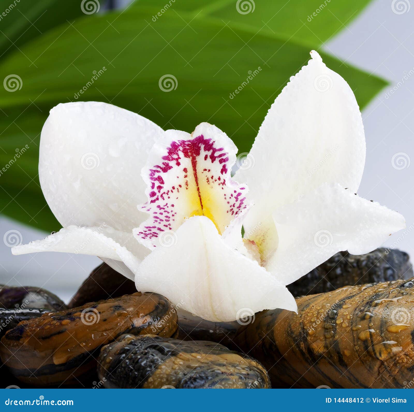 Orchid and stone stock photo. Image of harmony, medicine - 14448412
