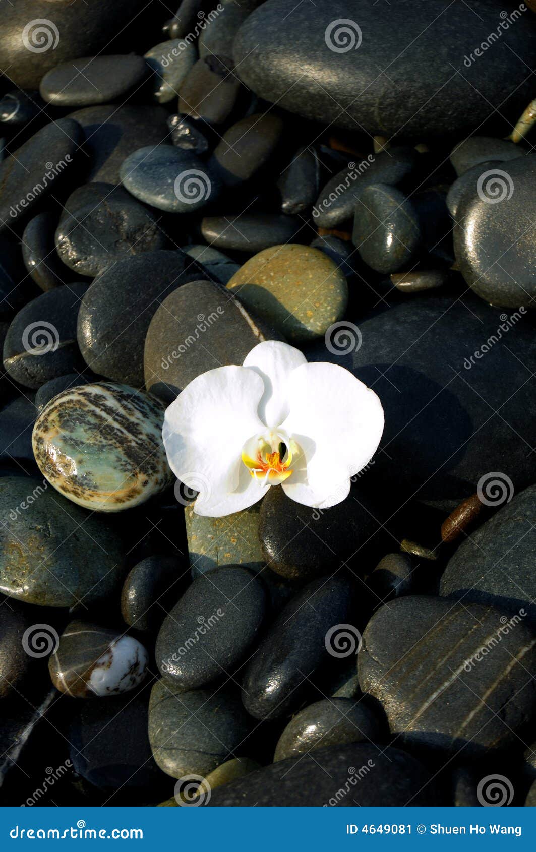 Orchid and stone stock image. Image of beautiful, life - 4649081