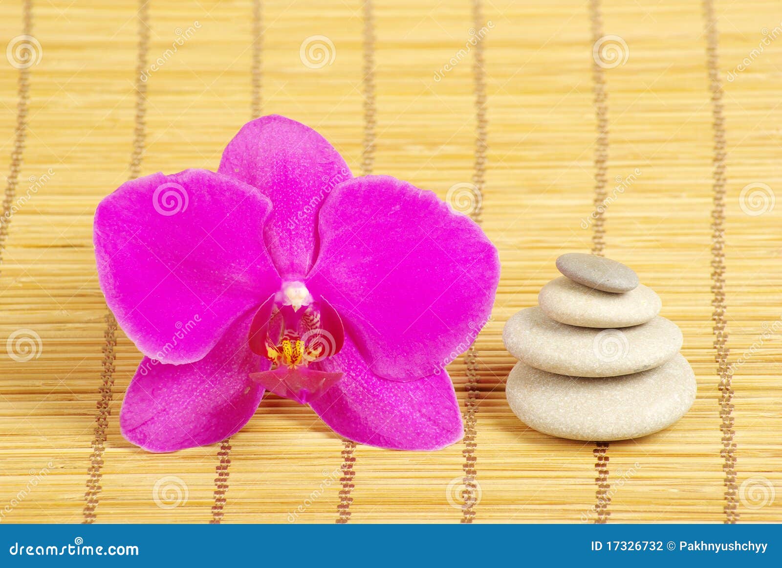 Orchid and stones stock photo. Image of abstract, boulder - 17326732
