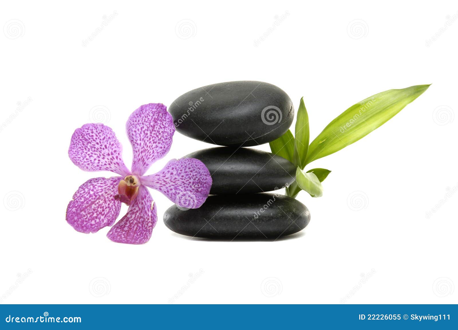 Orchid and stones stock image. Image of bamboo, detail - 22226055