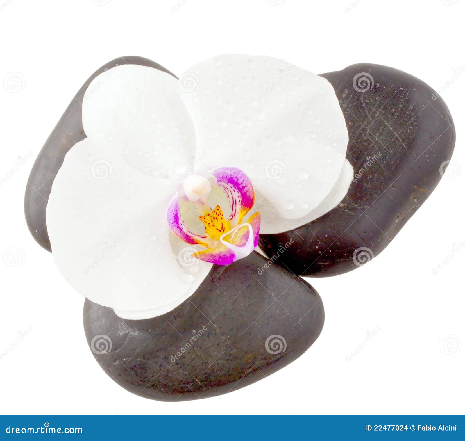 Orchid and stones stock photo. Image of botanical, freshness - 22477024