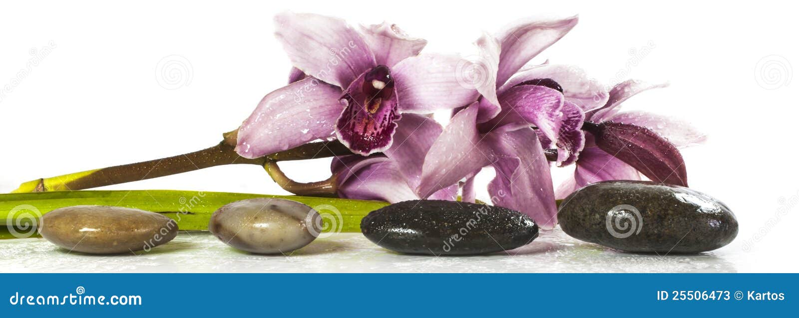 Orchid and stones stock image. Image of close, black - 25506473