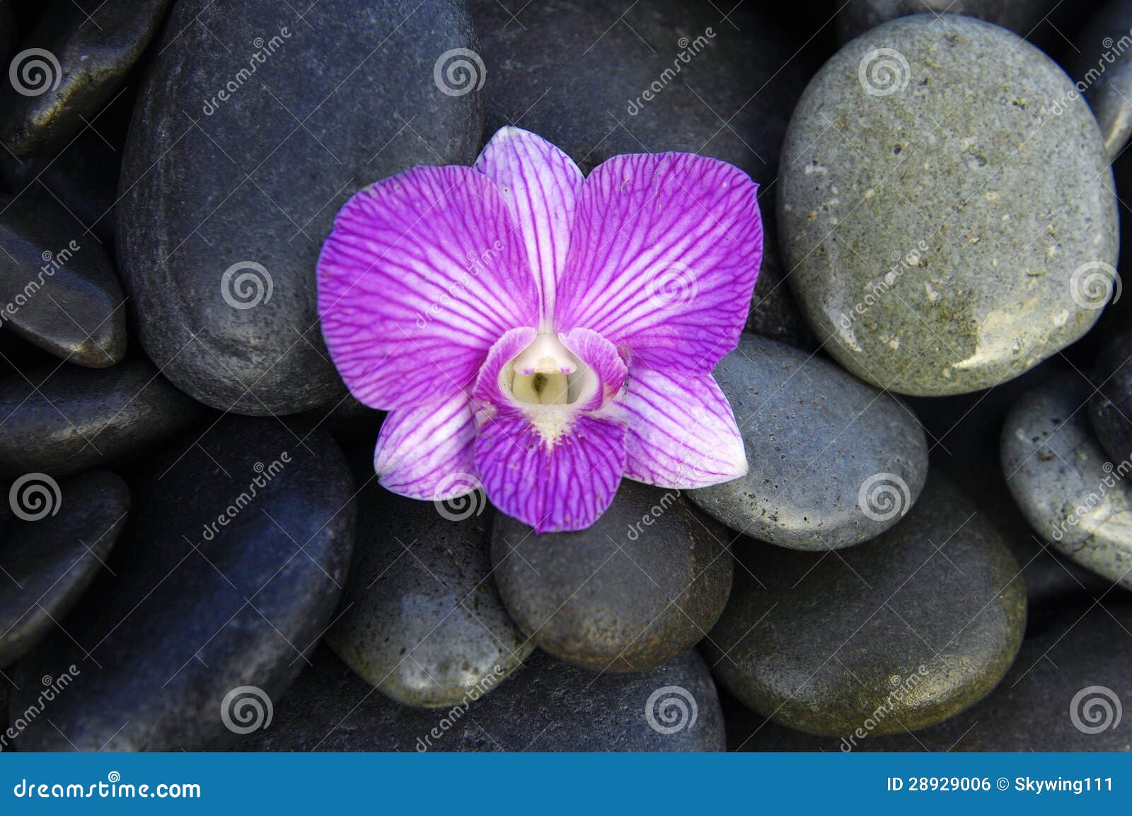 Orchid and stones stock photo. Image of body, natural - 28929006