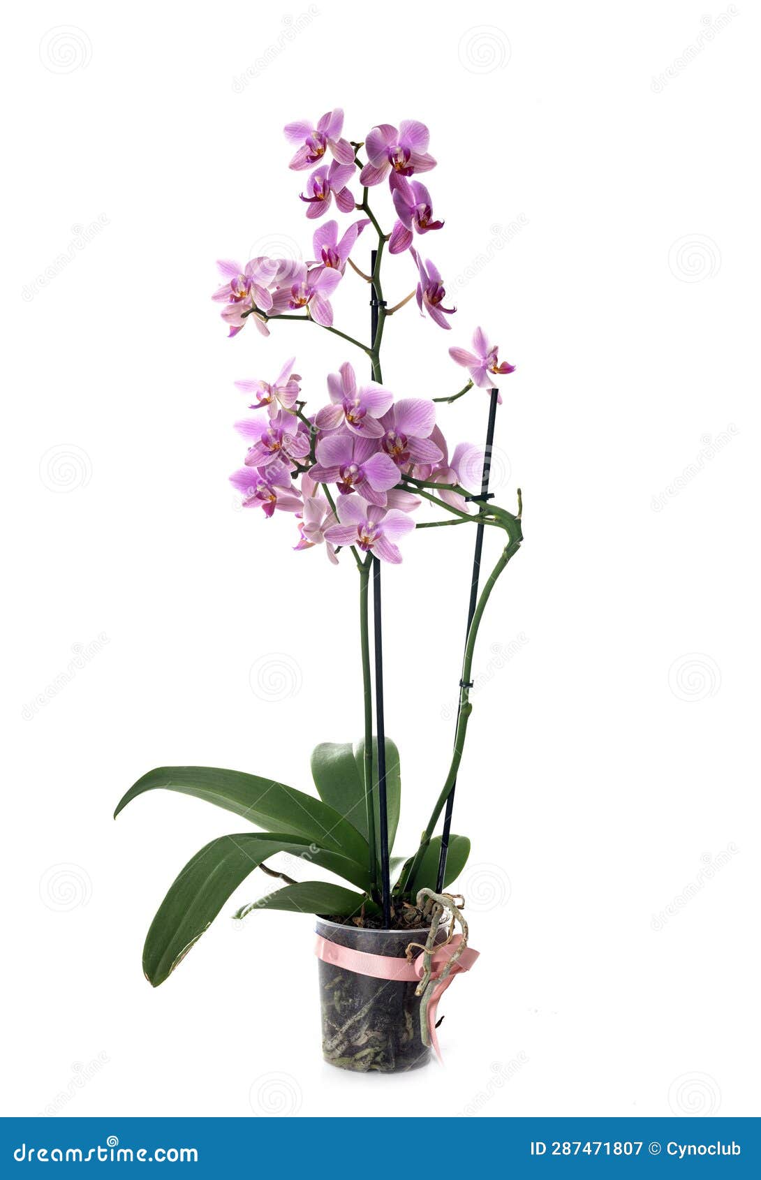Orchid in studio stock image. Image of white, front - 287471807