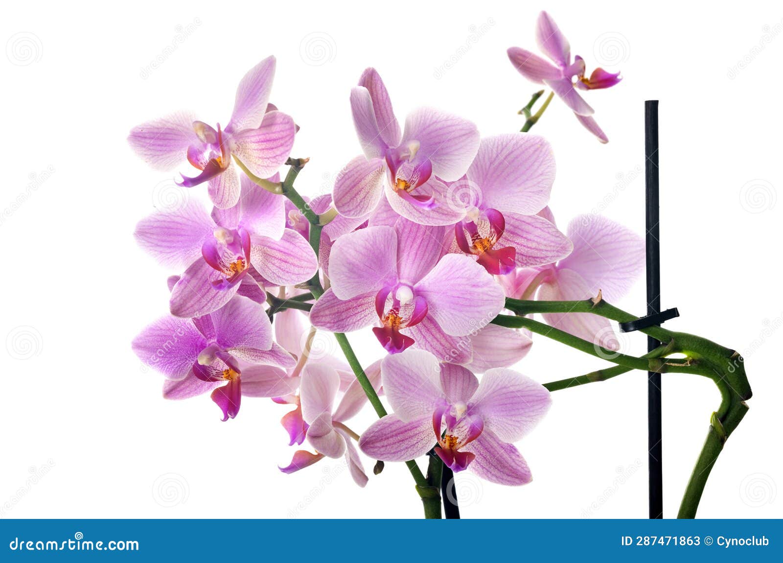 Orchid in studio stock image. Image of potted, flower - 287471863