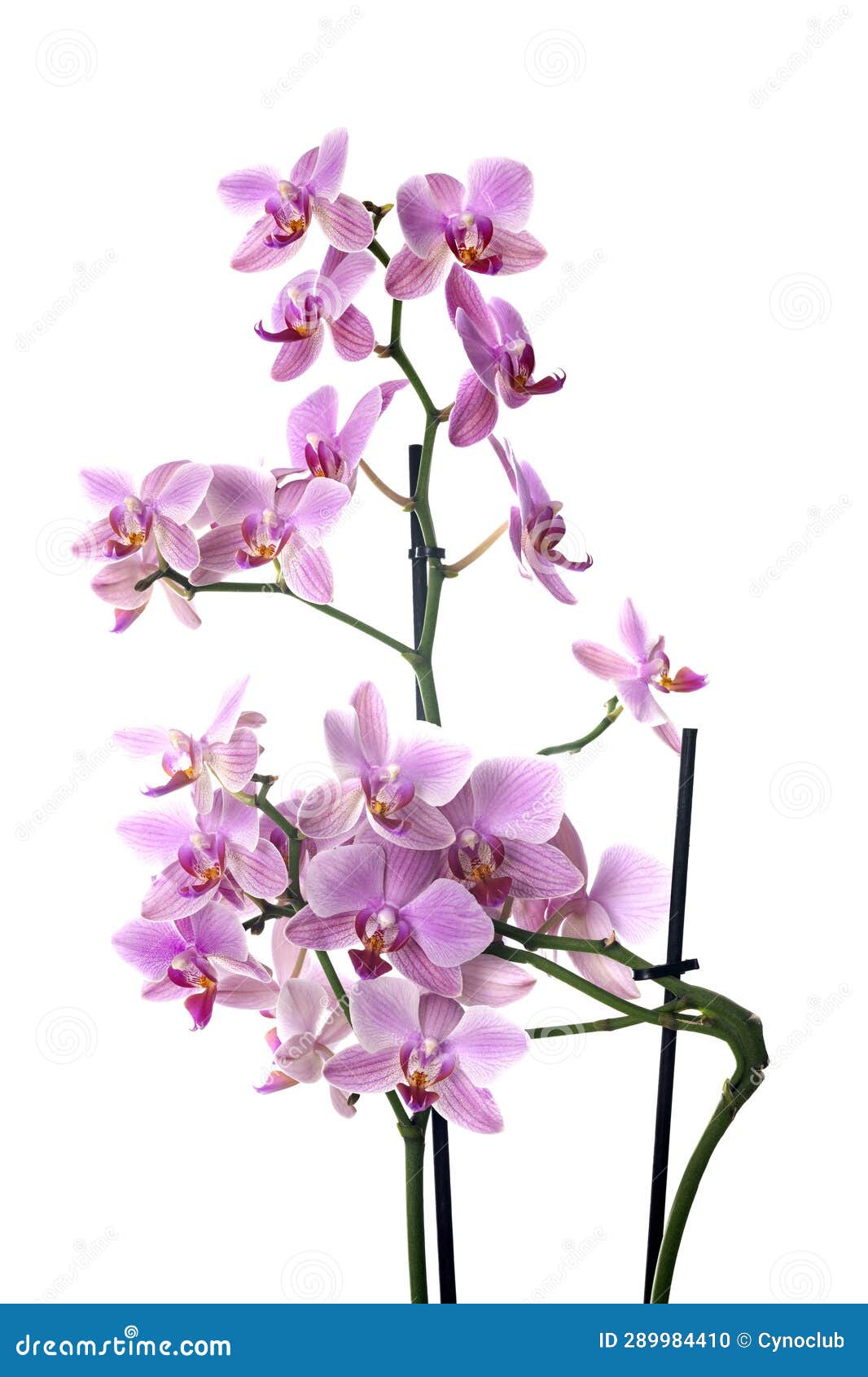 Orchid in studio stock photo. Image of pink, potted - 289984410